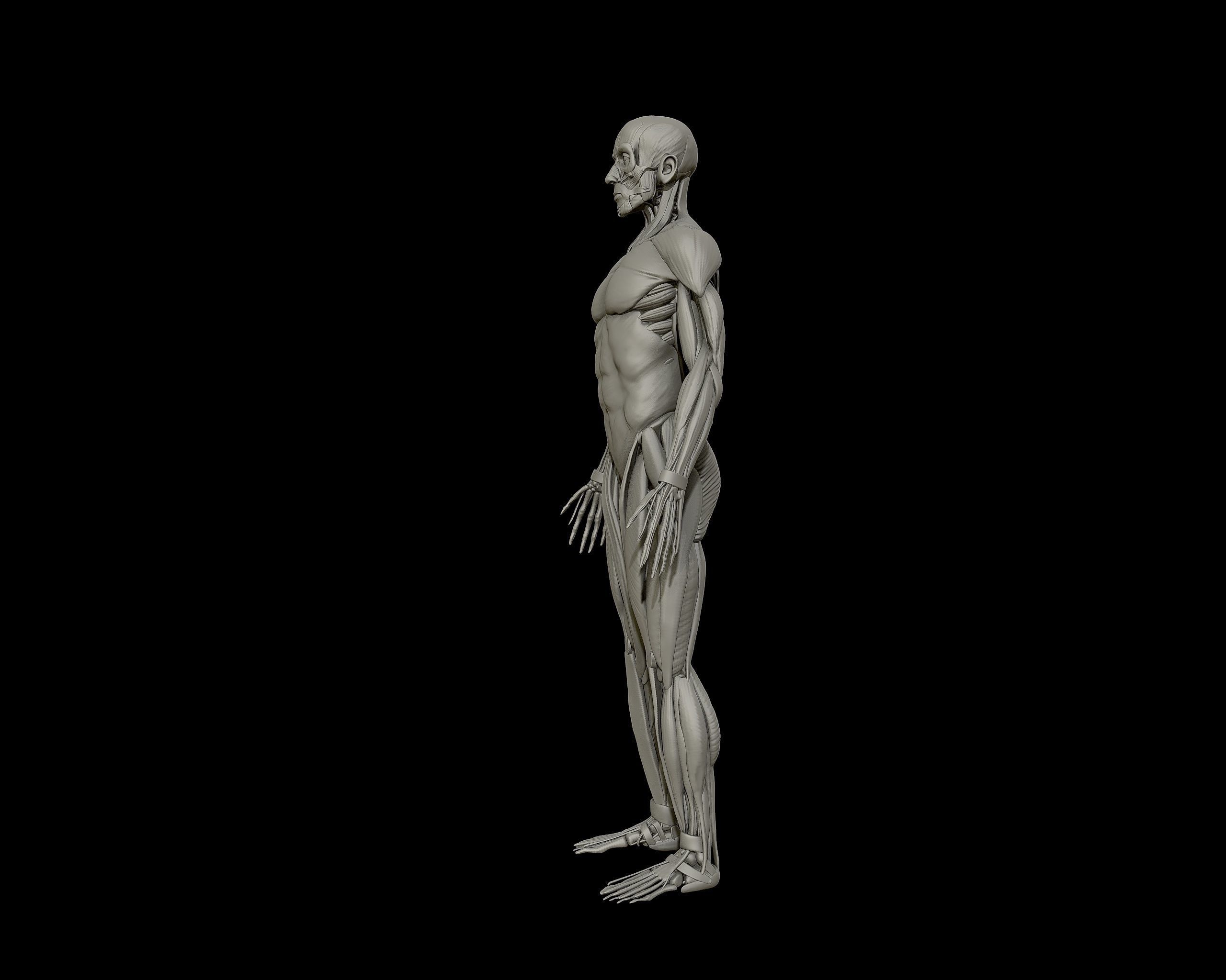 3D model Anatomy Skeleton and Muscles 3D Model VR / AR / low-poly ...