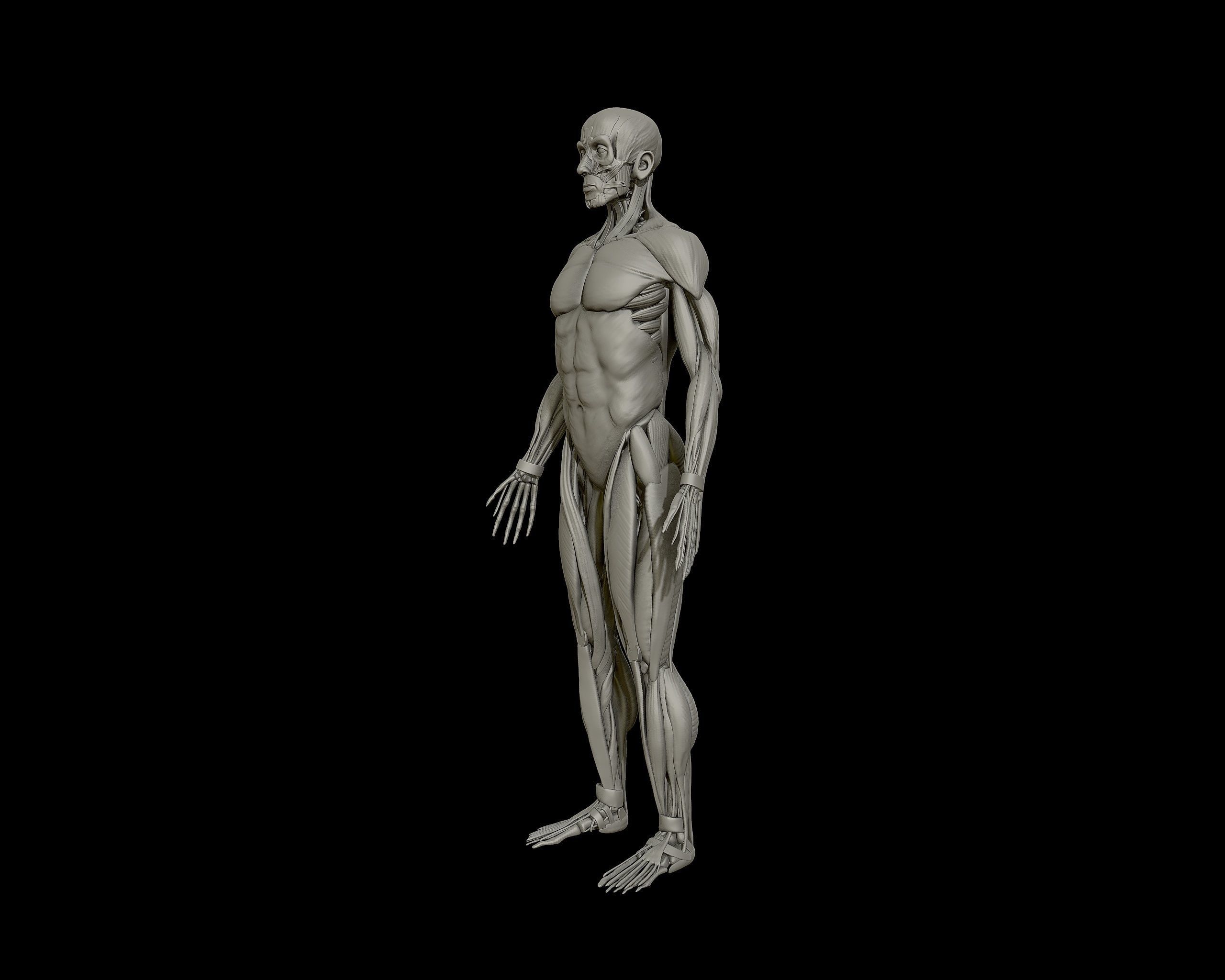3D model Anatomy Skeleton and Muscles 3D Model VR / AR / low-poly ...