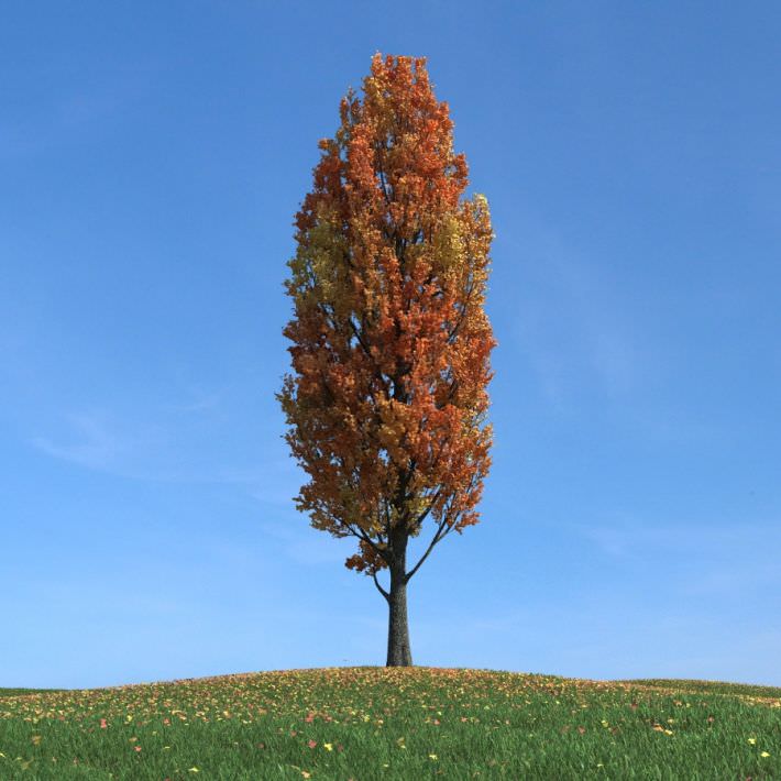 Autumn Tree 3D model | CGTrader
