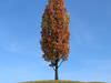 Autumn Tree 3D model | CGTrader