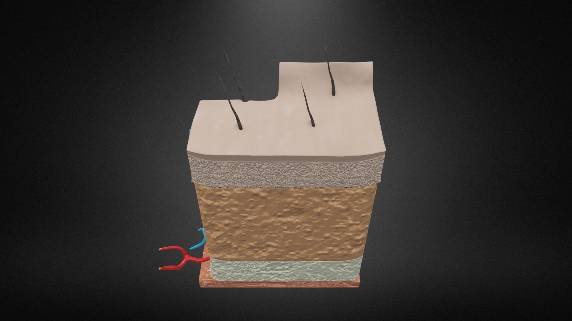 3D model Skin anatomy VR / AR / low-poly | CGTrader