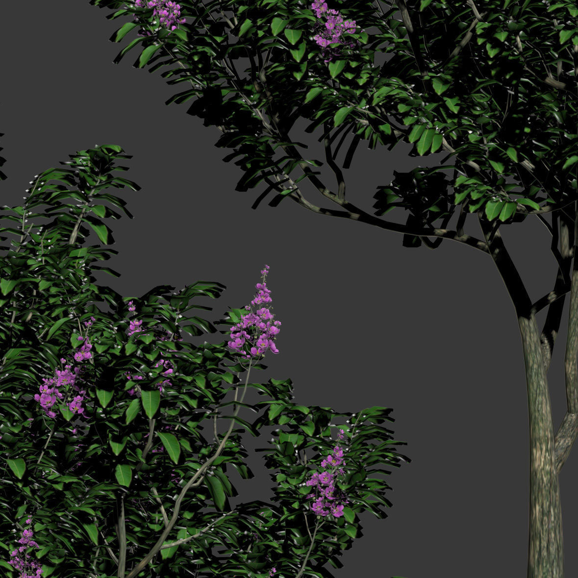 Banaba is young -2 models 3D model | CGTrader