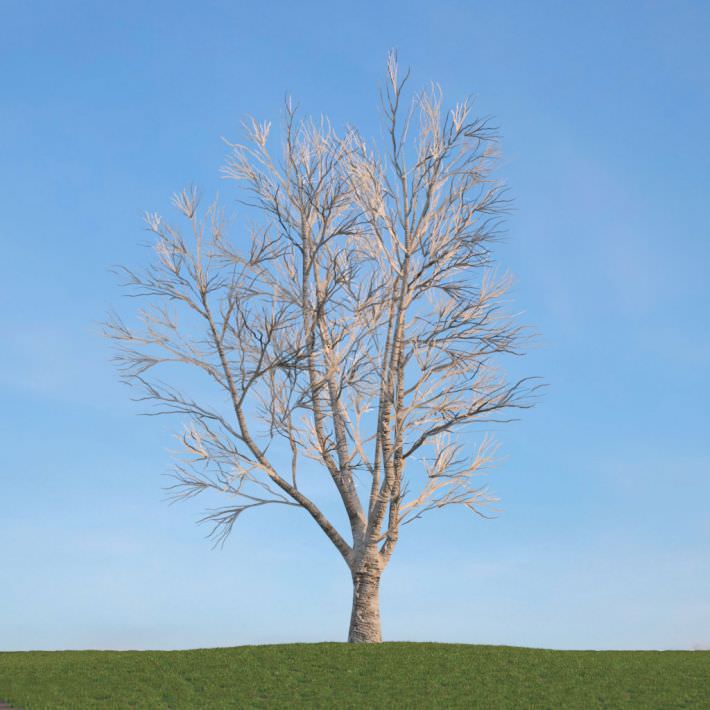 Leafless Tree 3D model | CGTrader