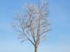 Leafless Tree 3D model | CGTrader