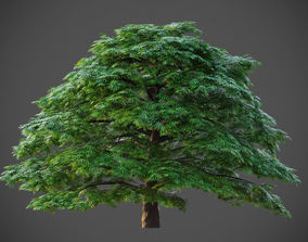 Animated Maple tree 3D Models | CGTrader