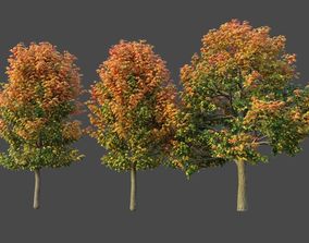 Animated Maple tree 3D Models | CGTrader