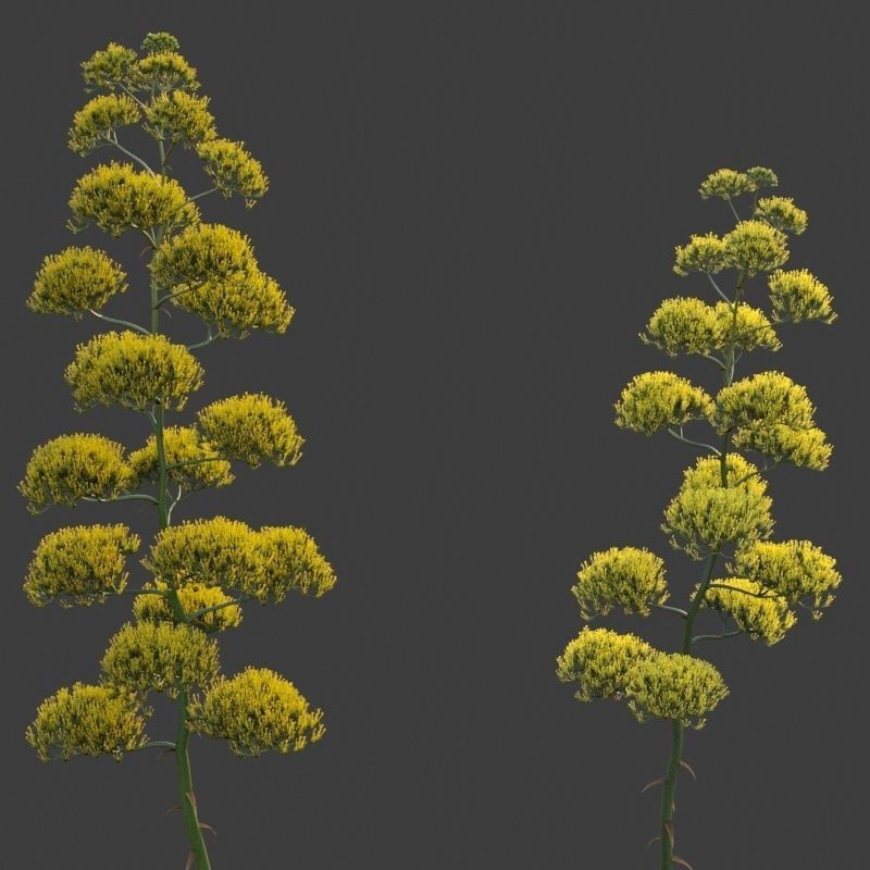 XfrogPlants Century Plant - Agave Americana 3D model animated | CGTrader