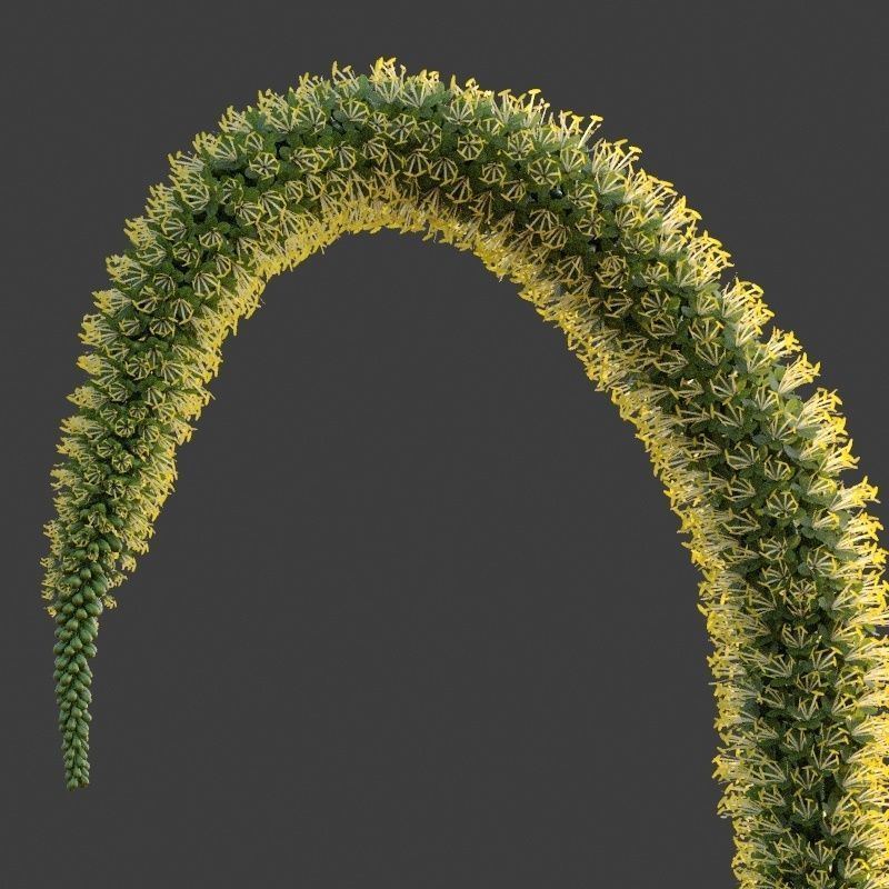 XfrogPlants Foxtail Agave - Agave Attenuata 3D model animated | CGTrader