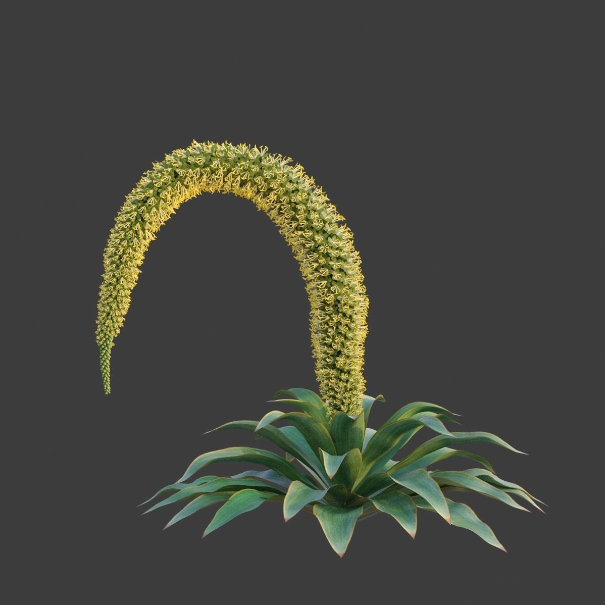 XfrogPlants Foxtail Agave - Agave Attenuata 3D model animated | CGTrader