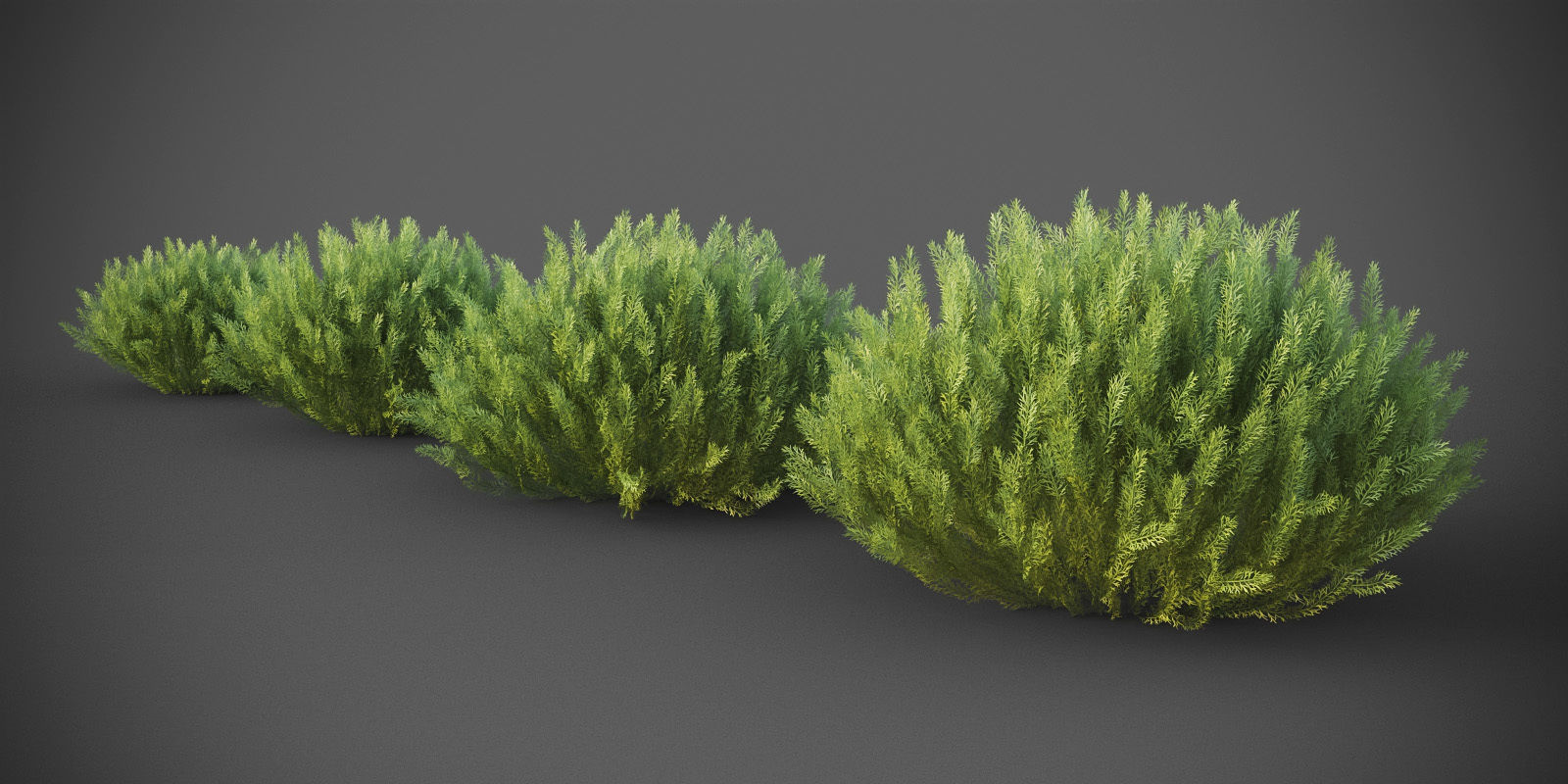 XfrogPlants California Sagebrush - Artemisia Californica 3D model ...