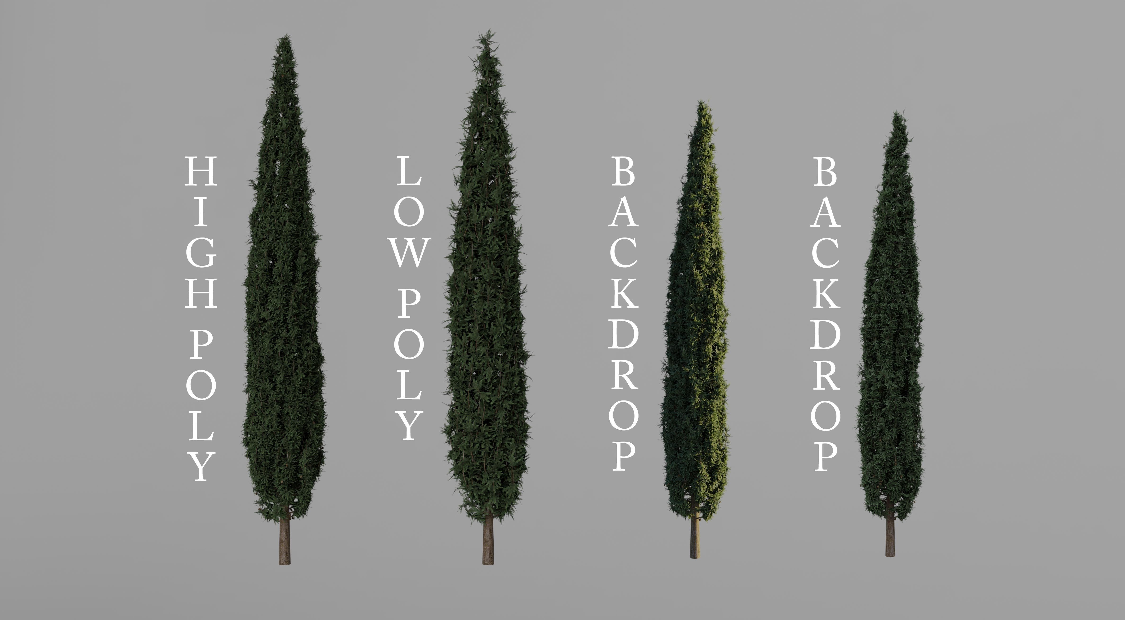 Tuscany cypress tree pack 3D model | CGTrader
