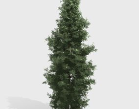 Cedar 3D Models | CGTrader