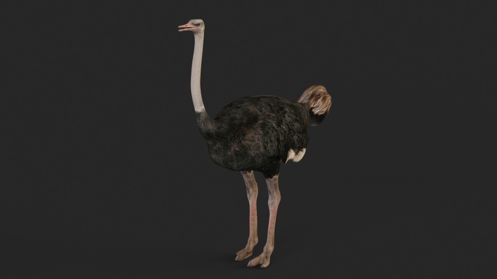 Ostrich 3D model | CGTrader