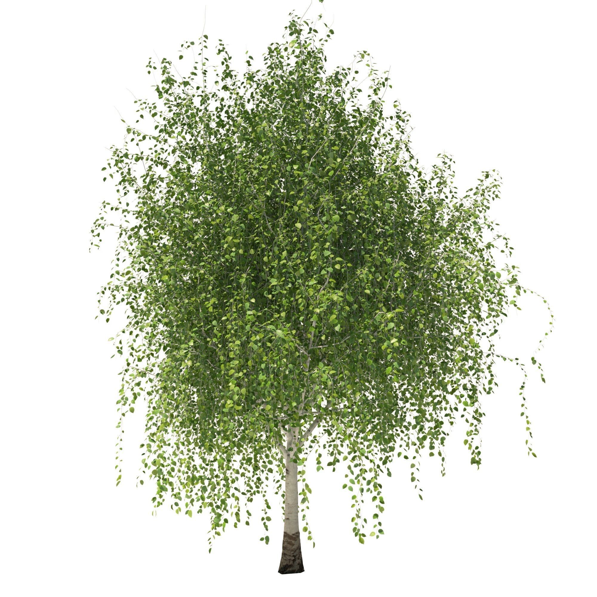 Birch tree 3D model | CGTrader