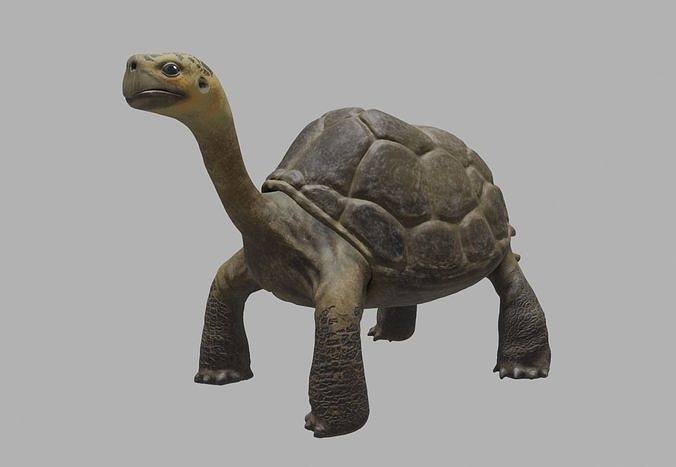 tortoise 3d model free 3D model | CGTrader