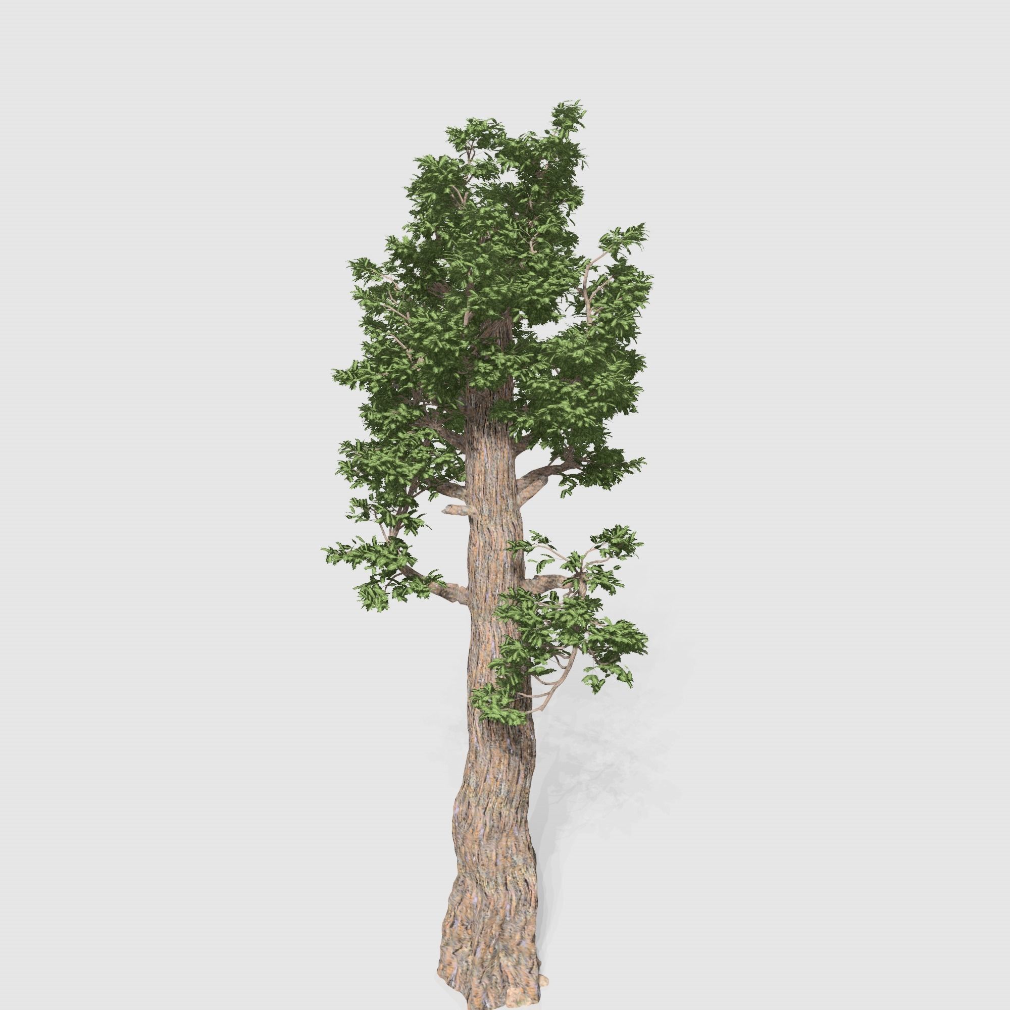 3D model Giant Red wood tree collection 9 trees Models in the scene VR ...