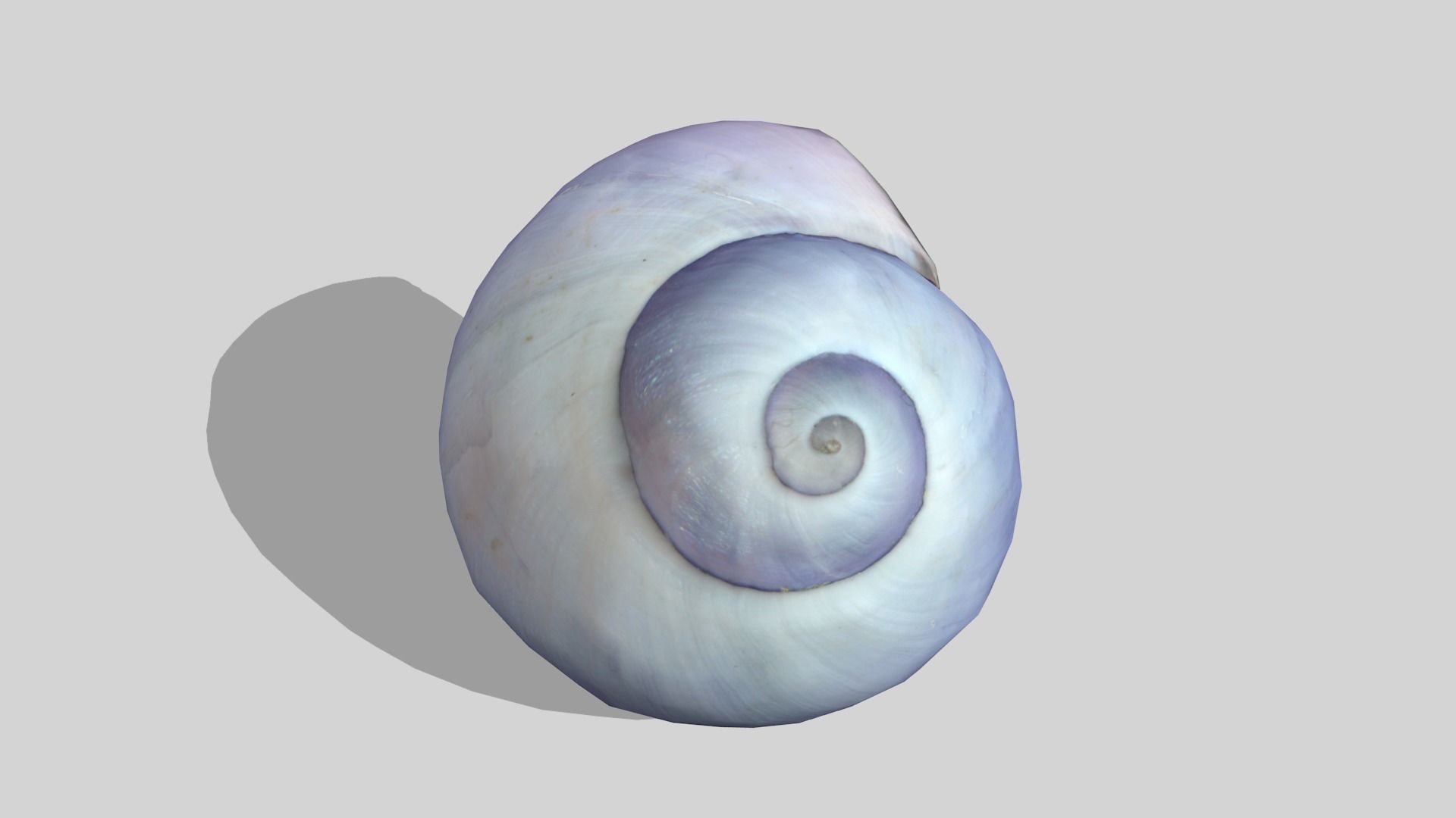 3D model Purple seashell photoscan Janthina janthina VR / AR / low-poly ...