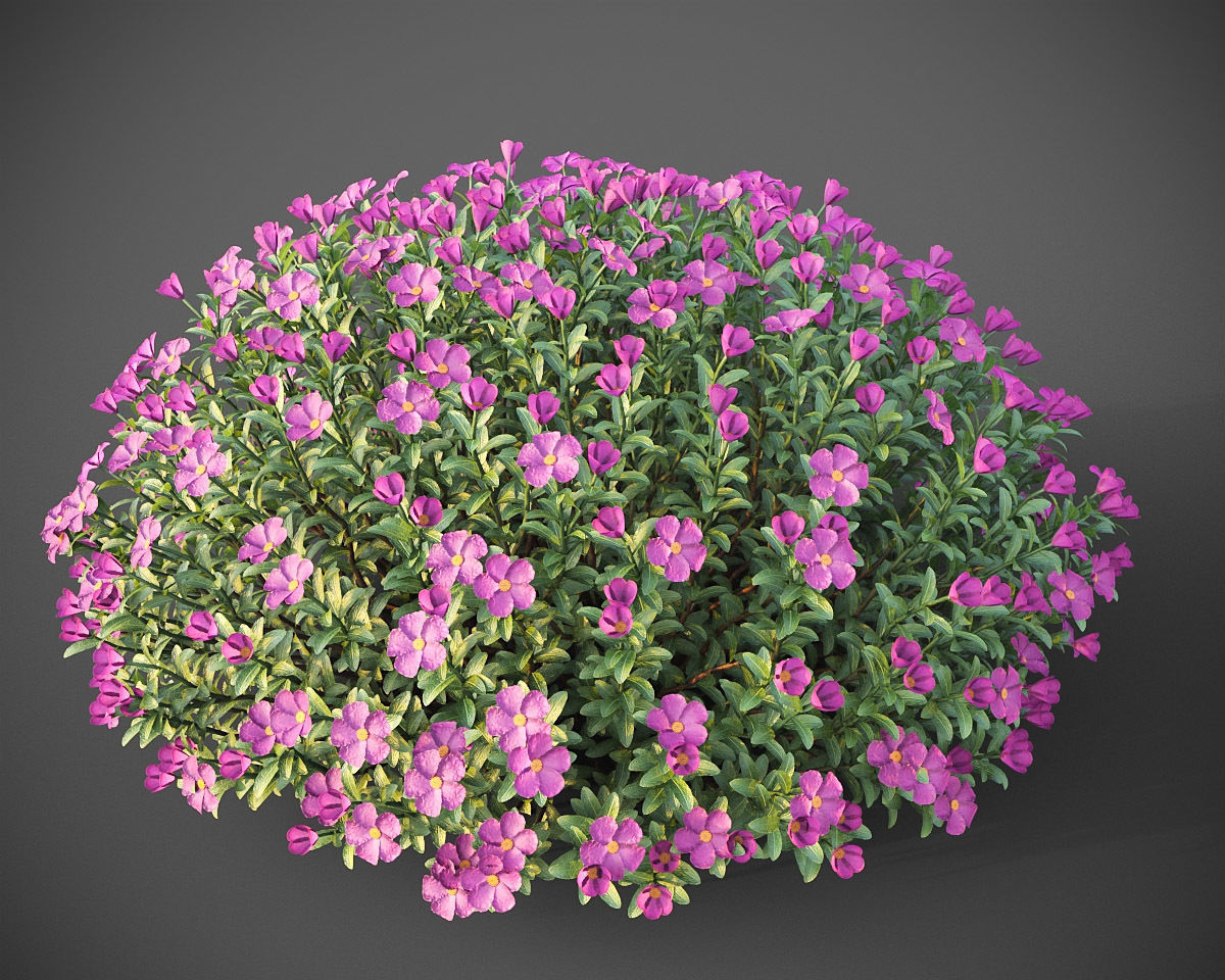 XfrogPlants Magenta Rock Rose - Cistus Pulverulentus 3D model animated ...