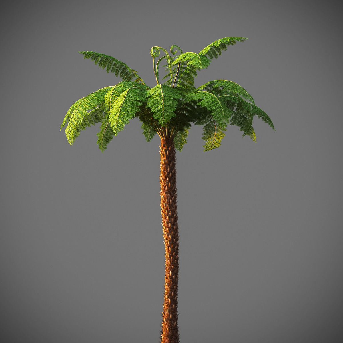 XfrogPlants Soft Tree Fern - Dicksonia Antarctica 3D model animated ...