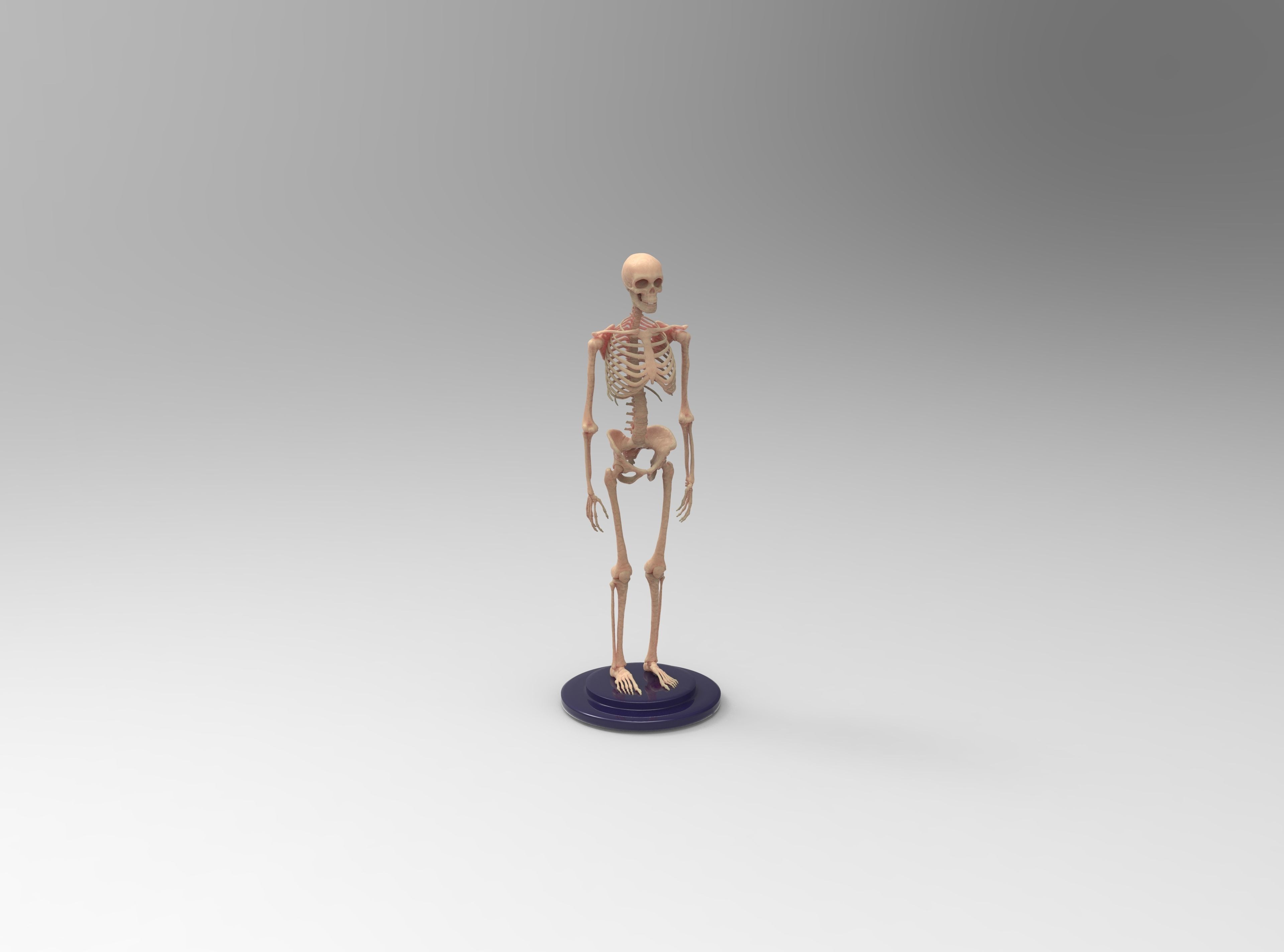 3D model Human Skeleton VR / AR / low-poly | CGTrader