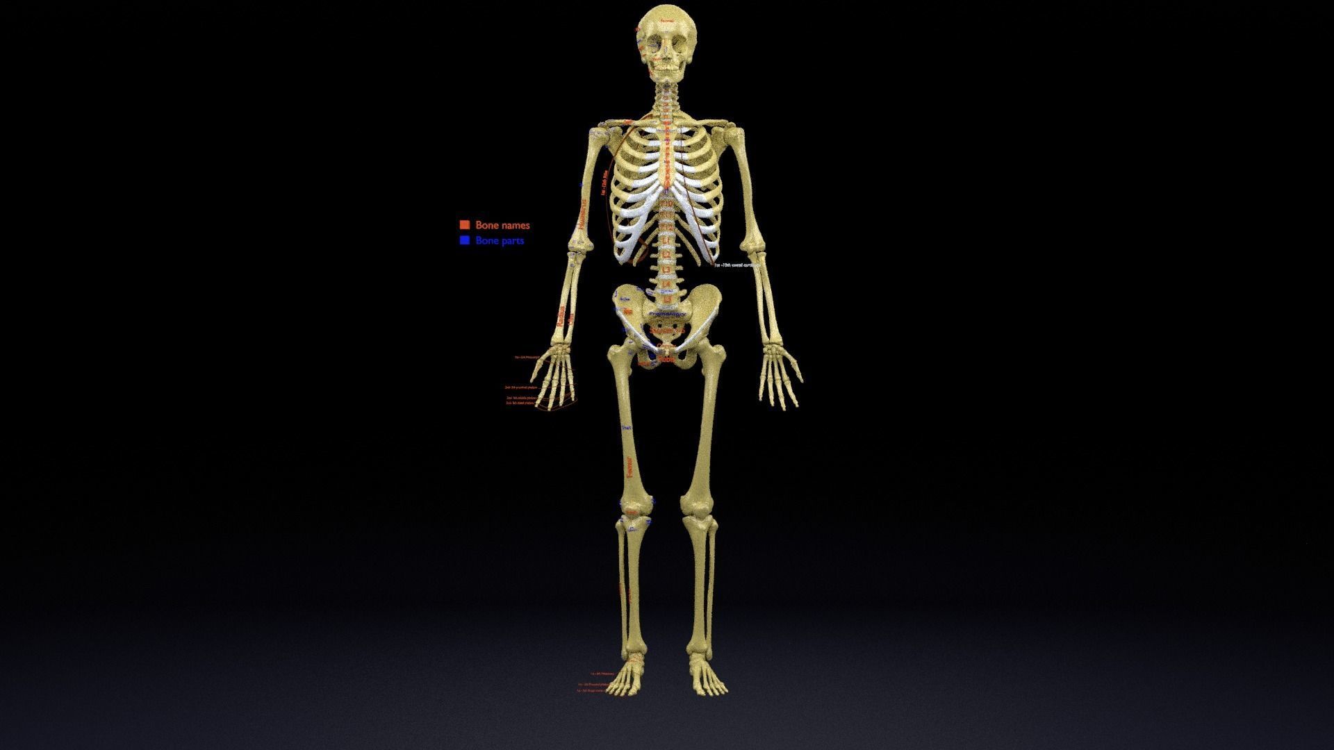 Human skeleton set complete separable labelled bone names parts 3D ...