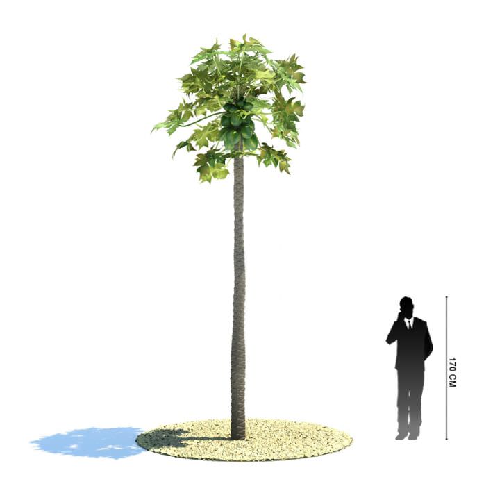 Tall Tree Papaya 3D model | CGTrader