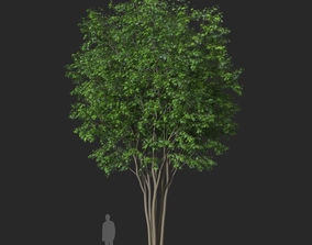Animated Maple tree 3D Models | CGTrader