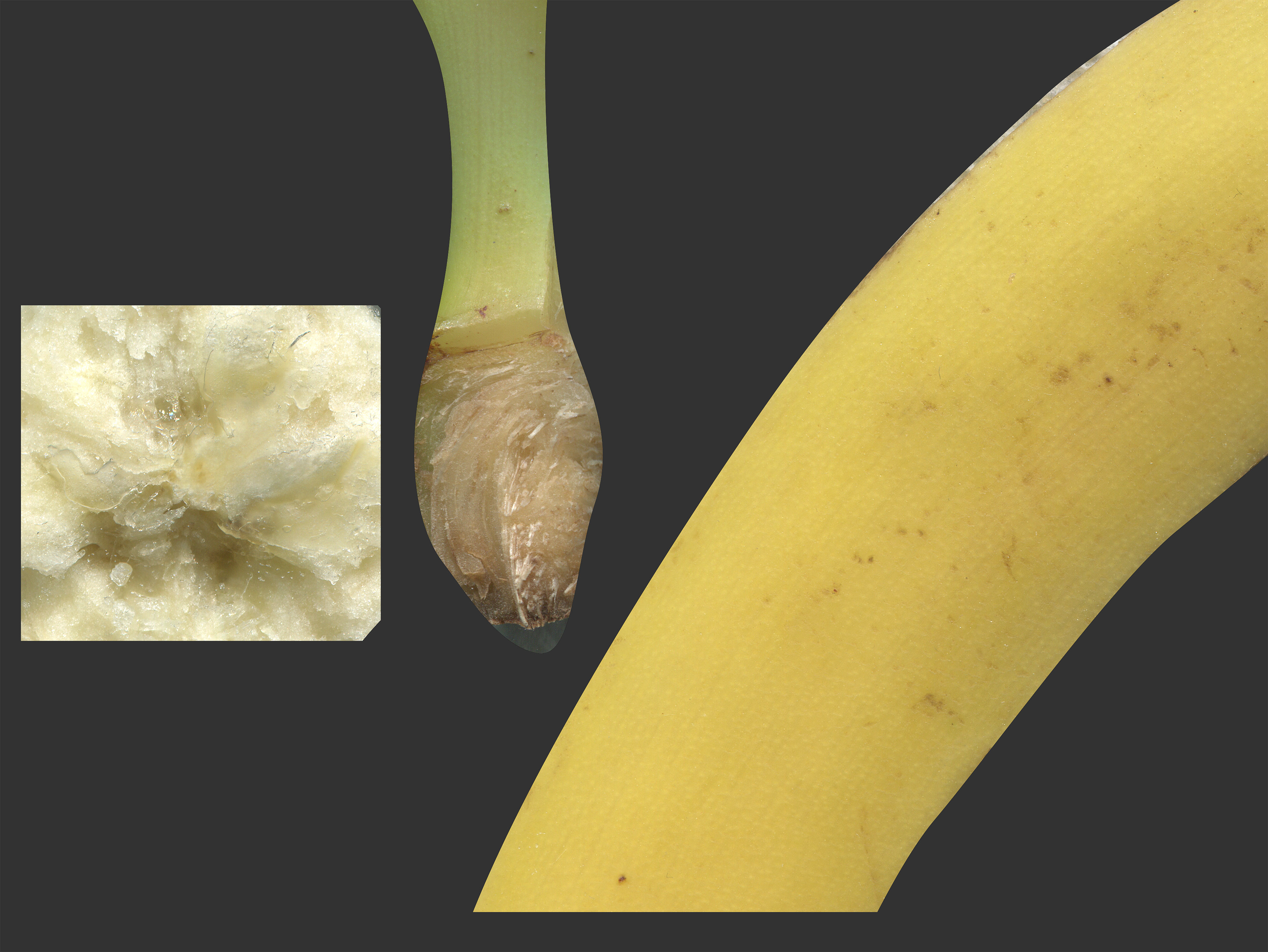 Realistic Banana 3D model with textures 3D model | CGTrader