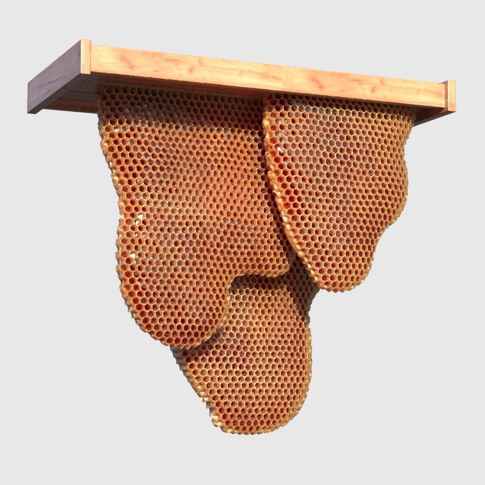 Honeycomb 3D model | CGTrader