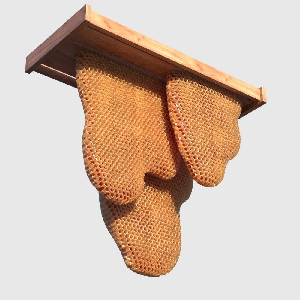 Honeycomb 3D model | CGTrader