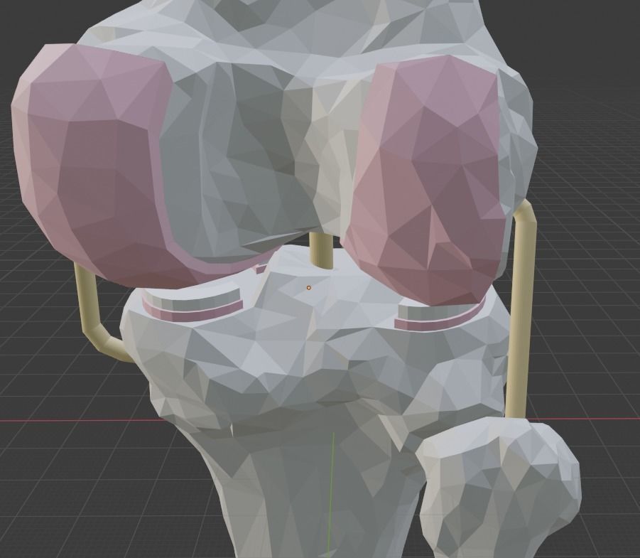 low poly human knee joint 3D model | CGTrader