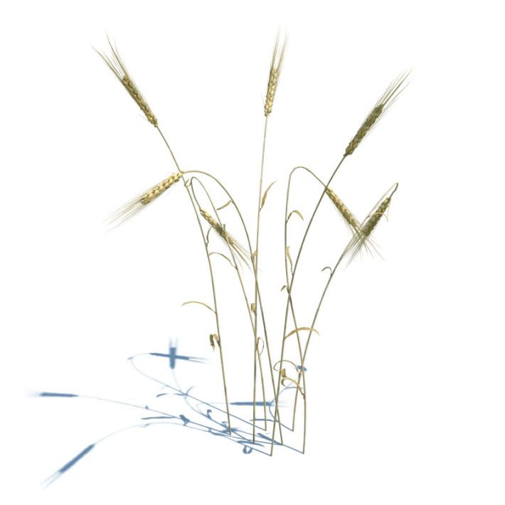 Golden Brown Stalks Of Wheat 3D model | CGTrader