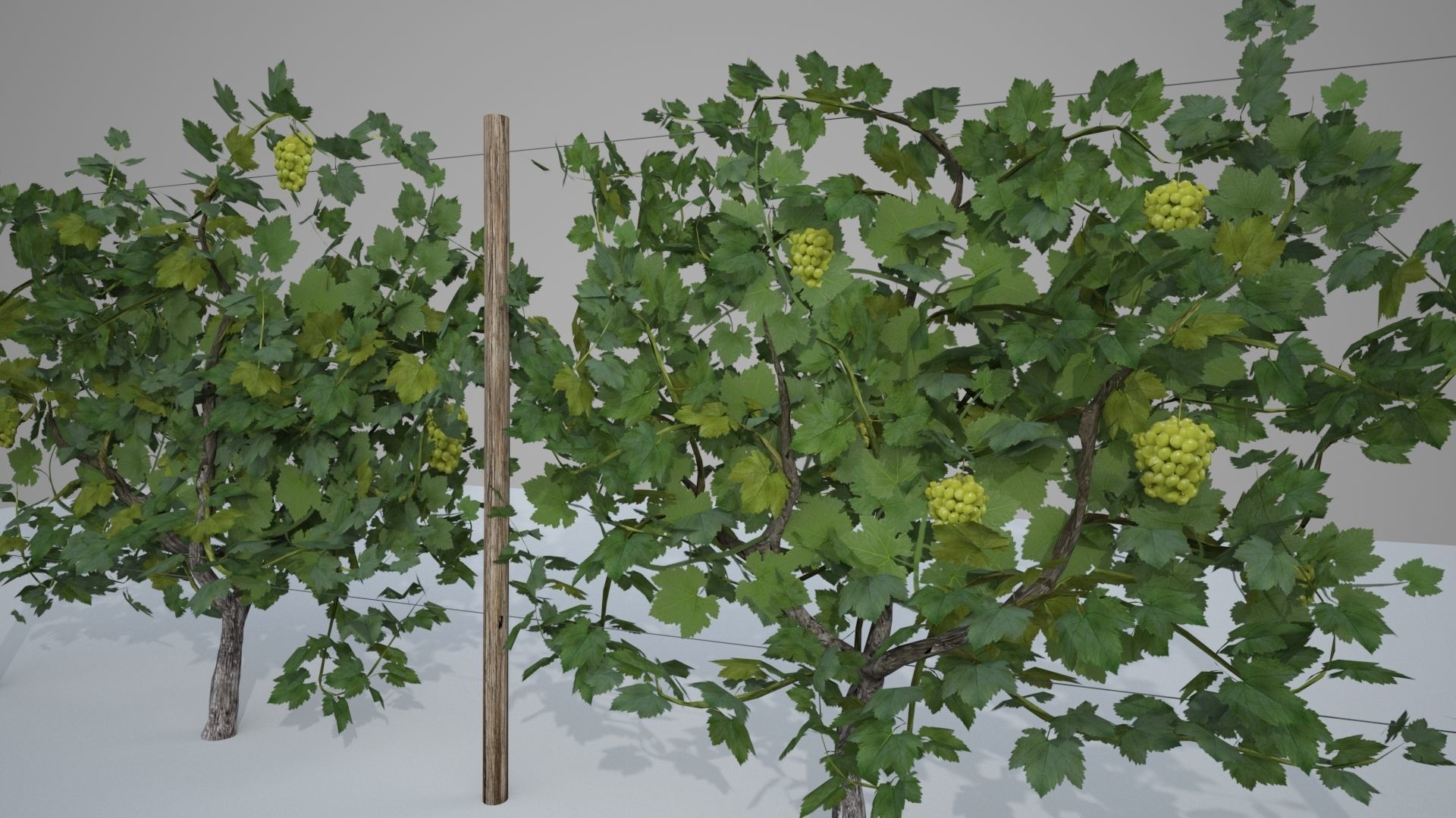 3D model Wine Plant Vineyard Grapes Game Ready VR / AR / low-poly ...