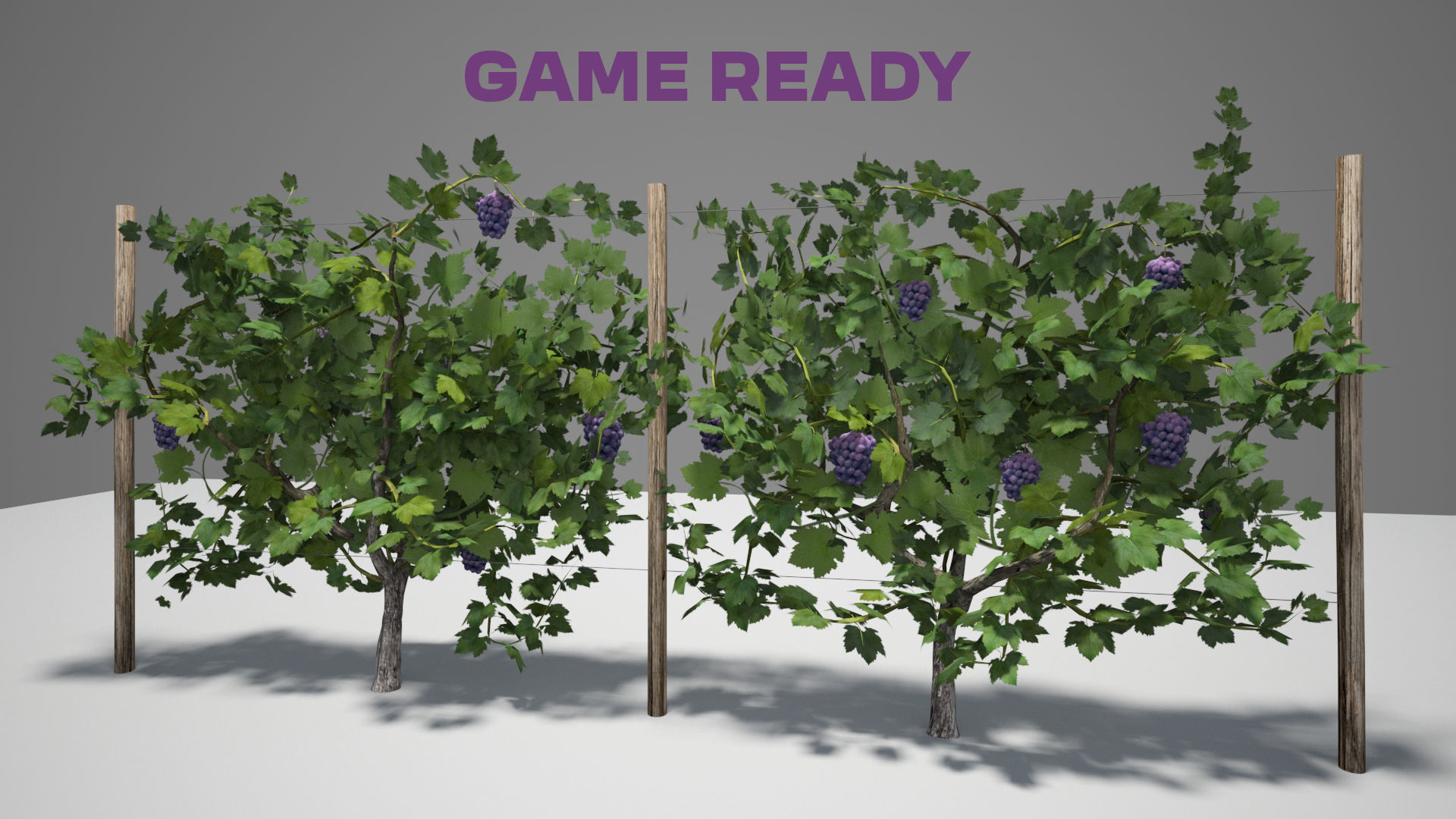 3D model Wine Plant Vineyard Grapes Game Ready VR / AR / low-poly ...