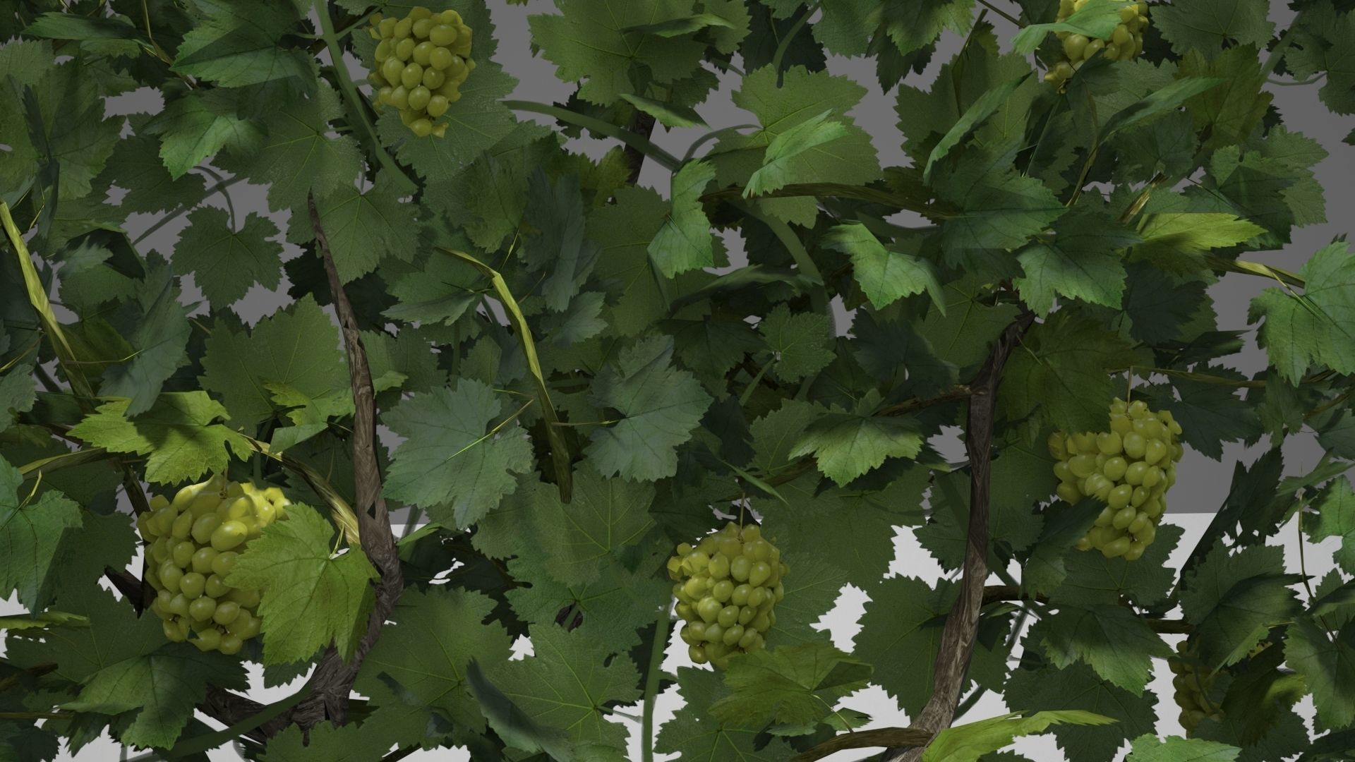 3D model Wine Plant Vineyard Grapes Game Ready VR / AR / low-poly ...