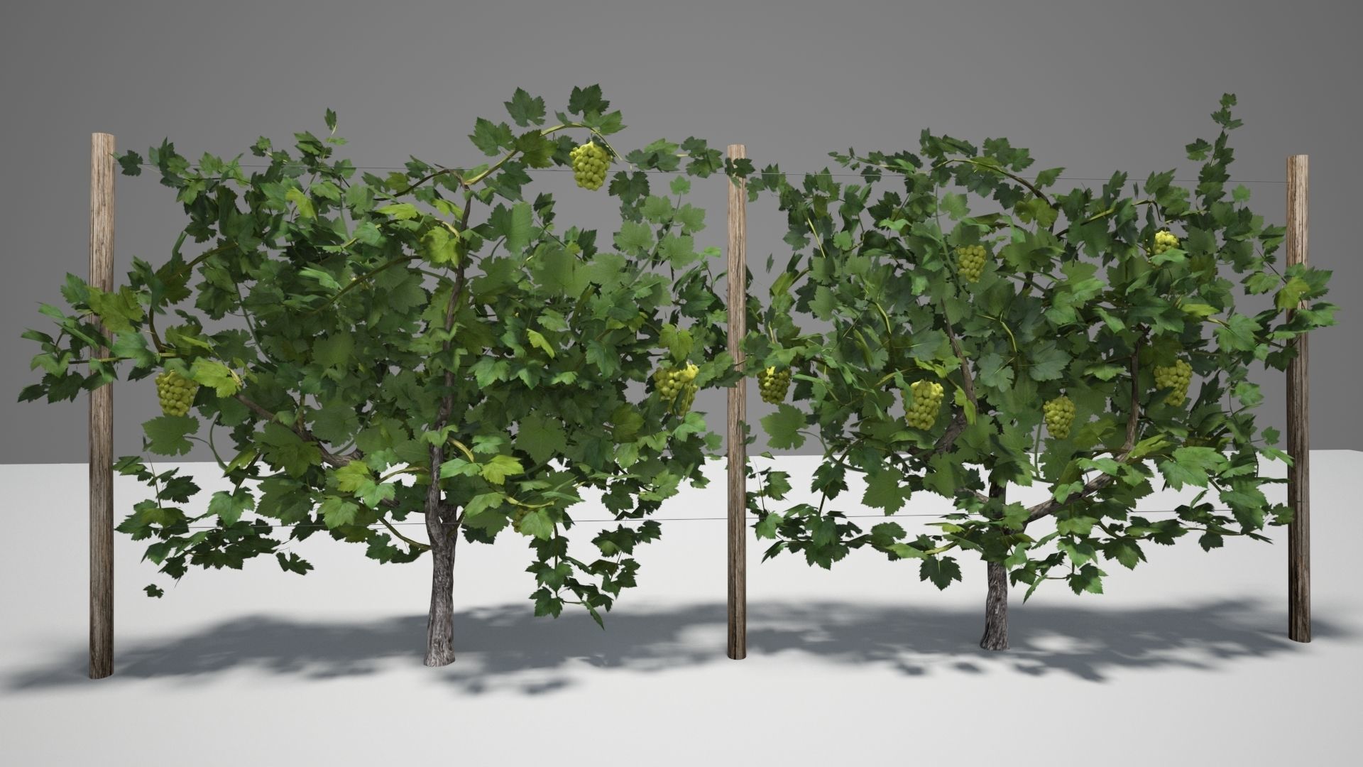 3D model Wine Plant Vineyard Grapes Game Ready VR / AR / low-poly ...