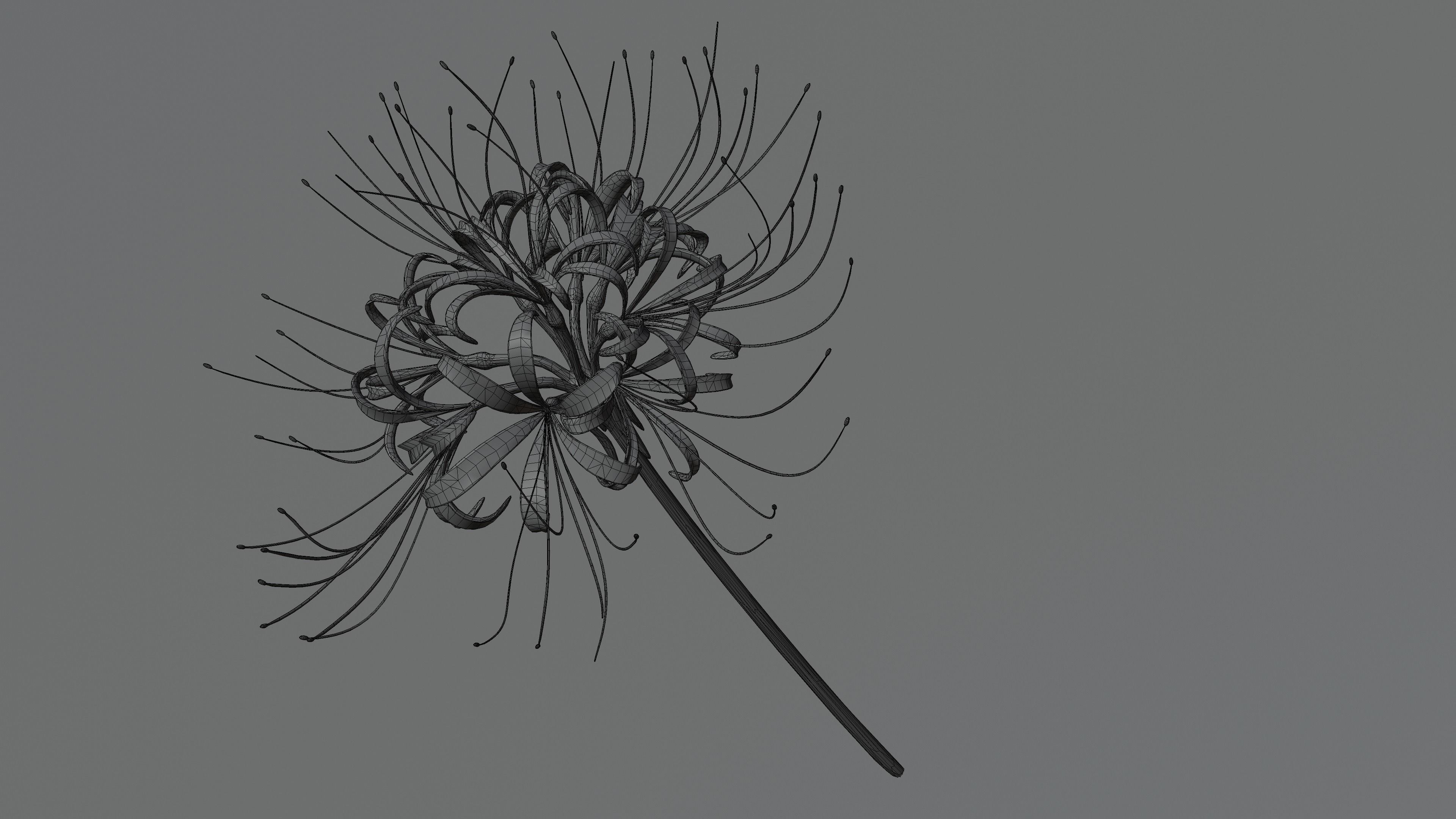 Flower Lycoris radiata - Red Spider Lily 3D model | CGTrader