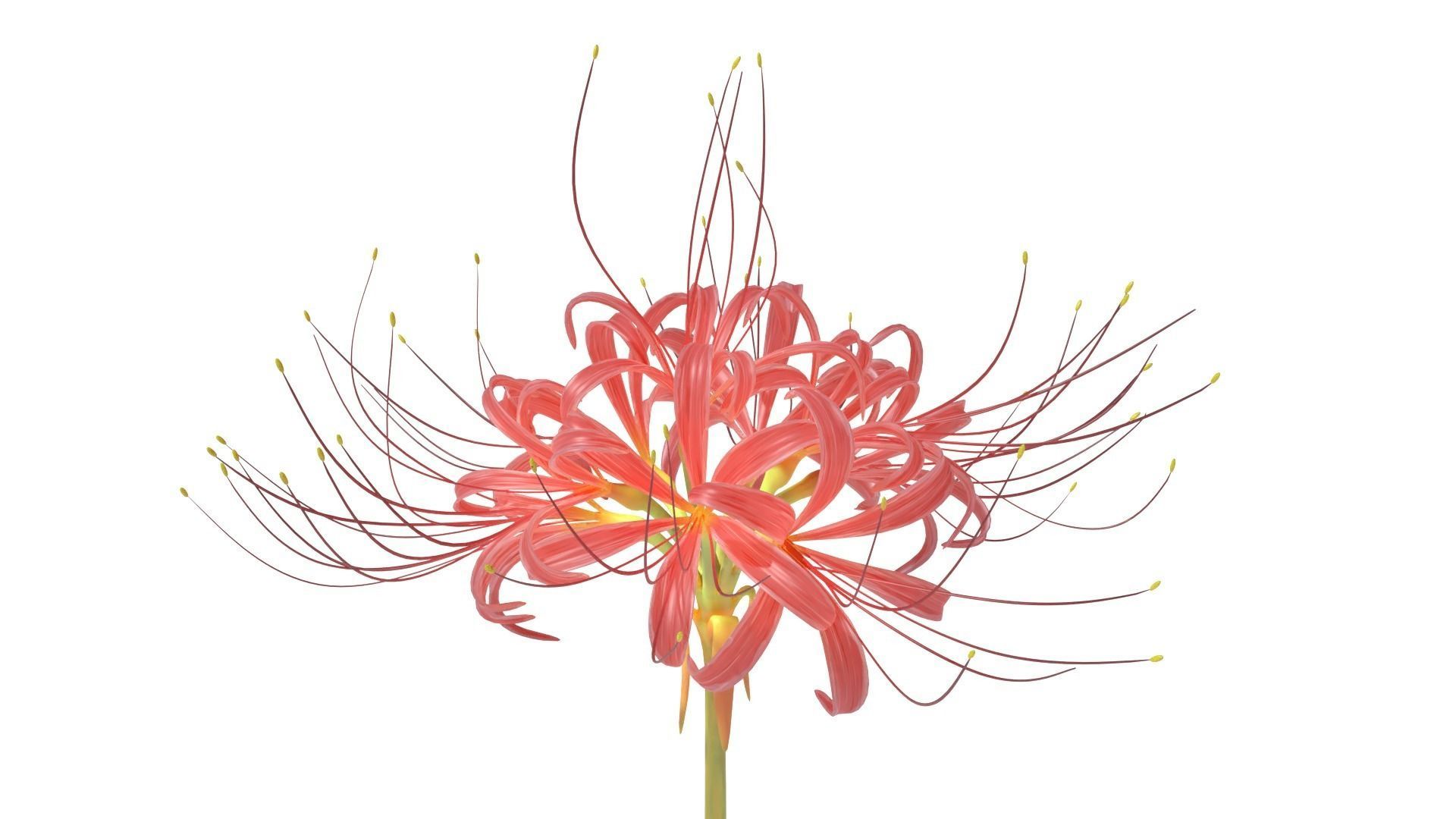 Flower Lycoris radiata - Red Spider Lily 3D model | CGTrader