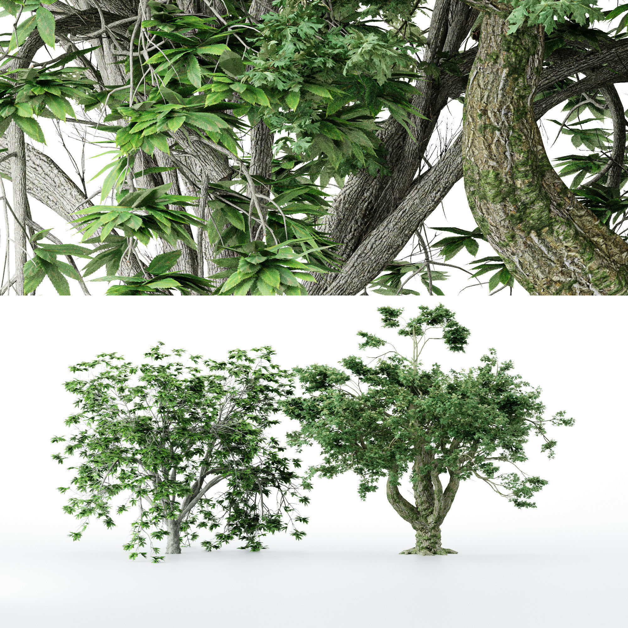 2 Different tree collection 2 trees Models in the scene free 3D model ...