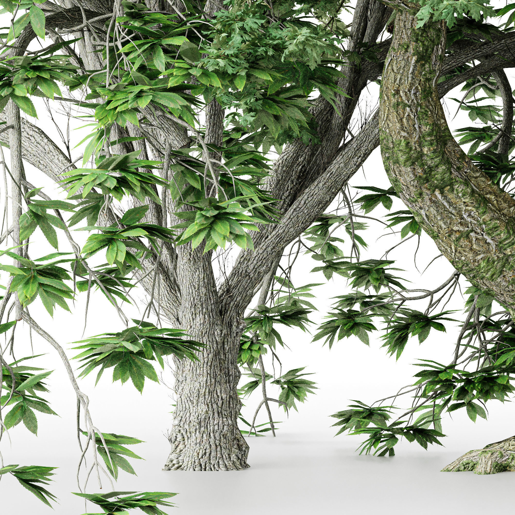 2 Different tree collection 2 trees Models in the scene free 3D model ...