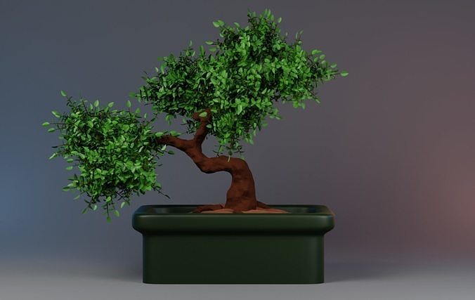 Bonsai Tree free VR / AR / low-poly 3D model animated | CGTrader