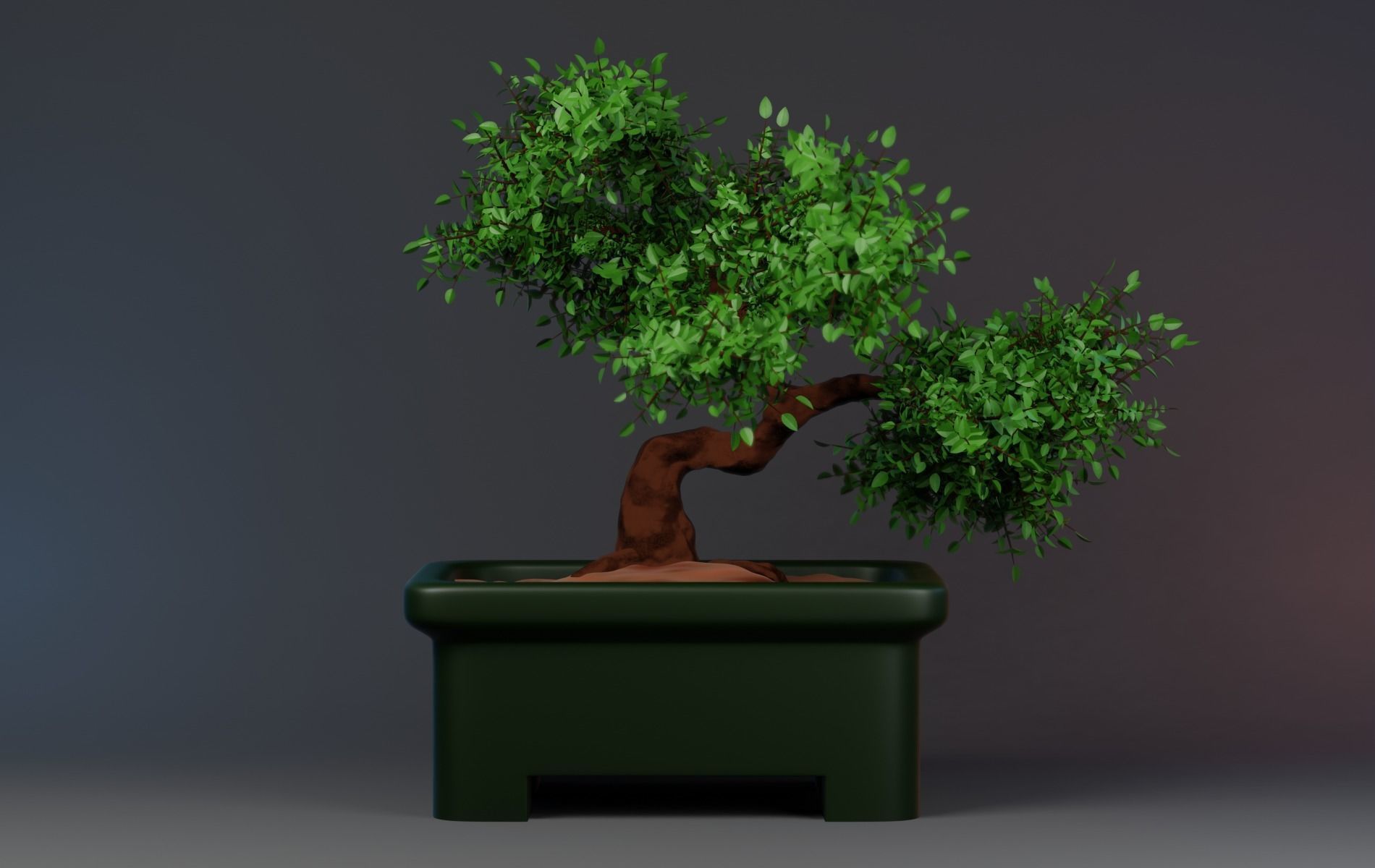 Bonsai Tree free VR / AR / low-poly 3D model animated | CGTrader