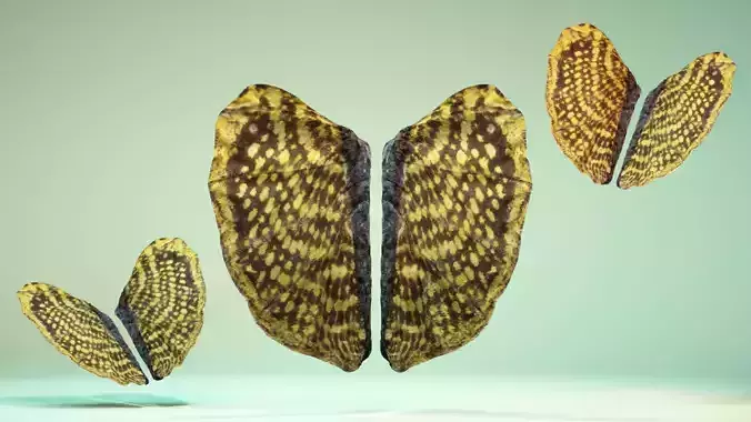 3D model Insect 6 butterfly wings VR / AR / low-poly | CGTrader