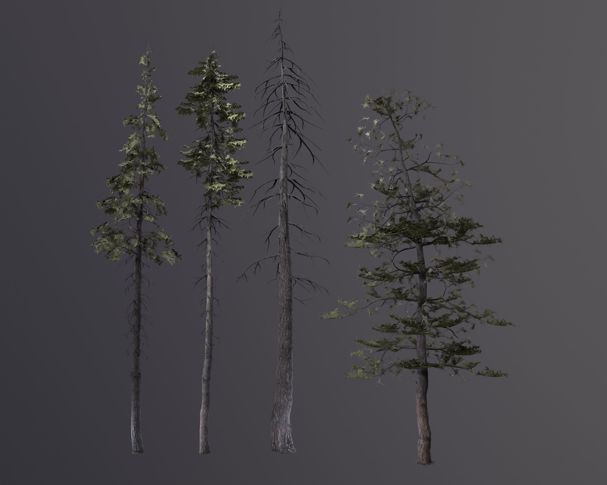3D model Conifers VR / AR / low-poly | CGTrader