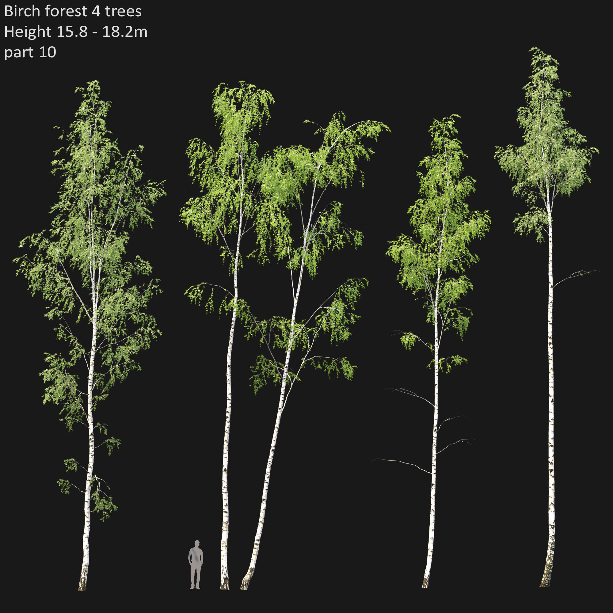 Birch forest collection 3D model | CGTrader