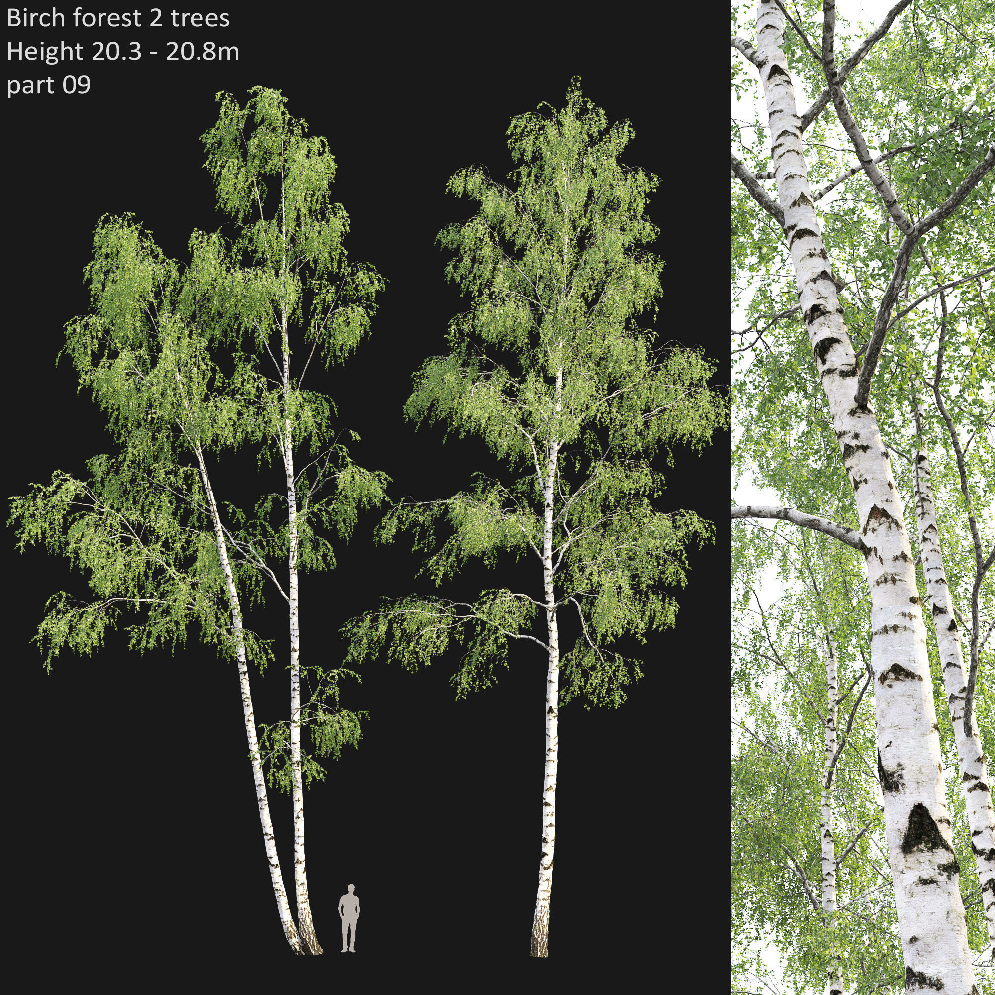 Birch forest collection 3D model | CGTrader