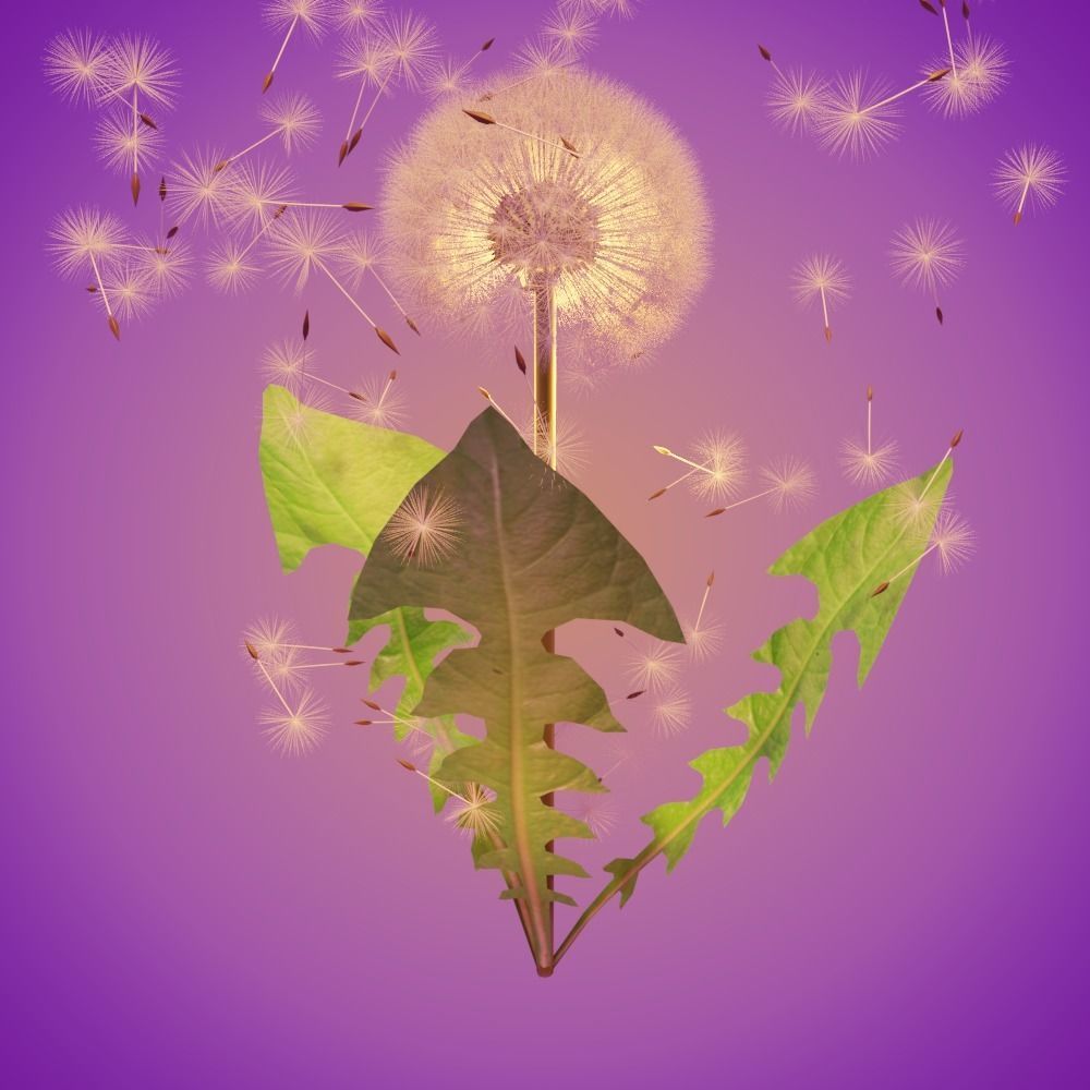 Dandelion 3D model rigged | CGTrader