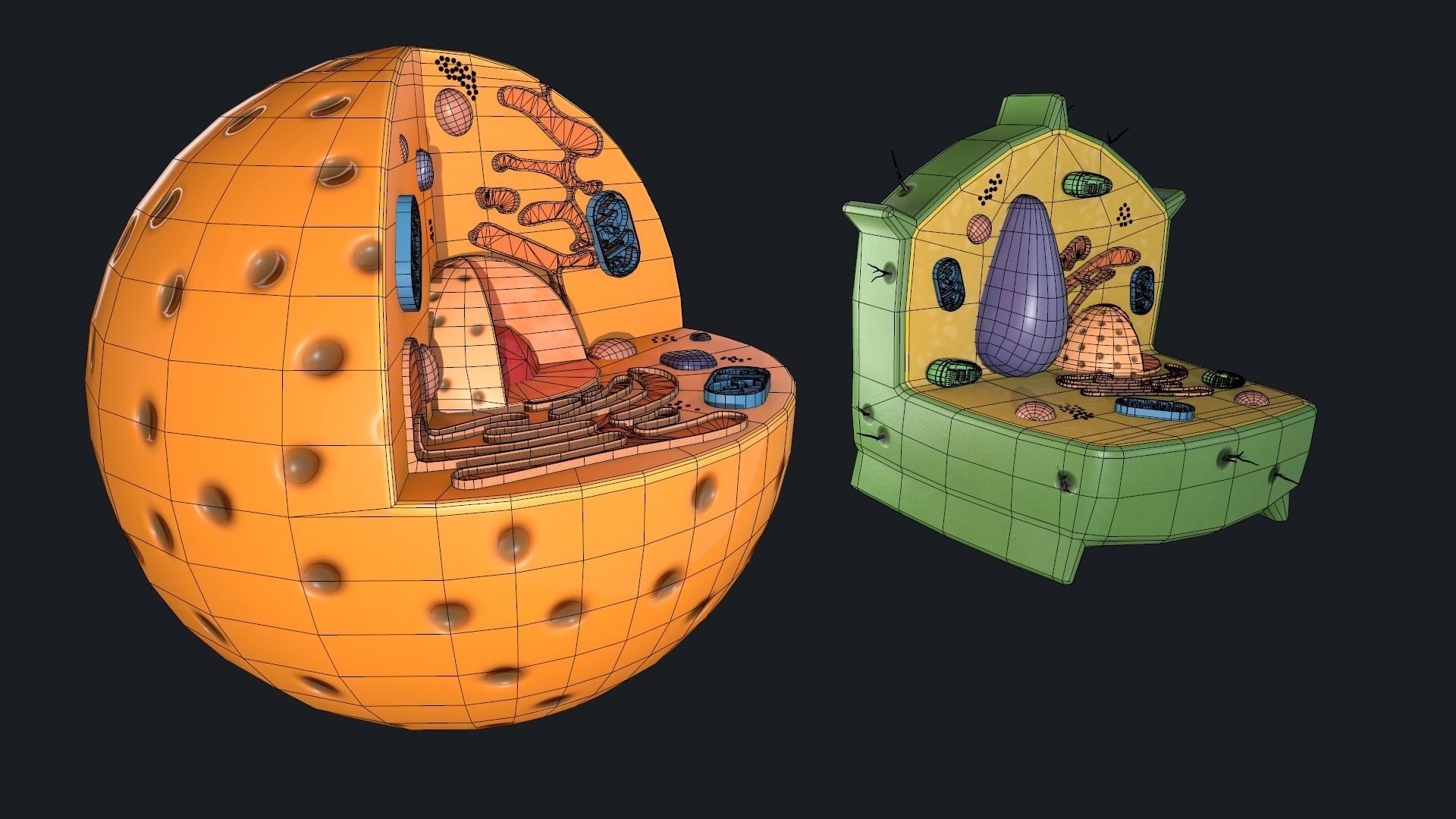 3D model Plant and Animal Cells VR / AR / low-poly | CGTrader