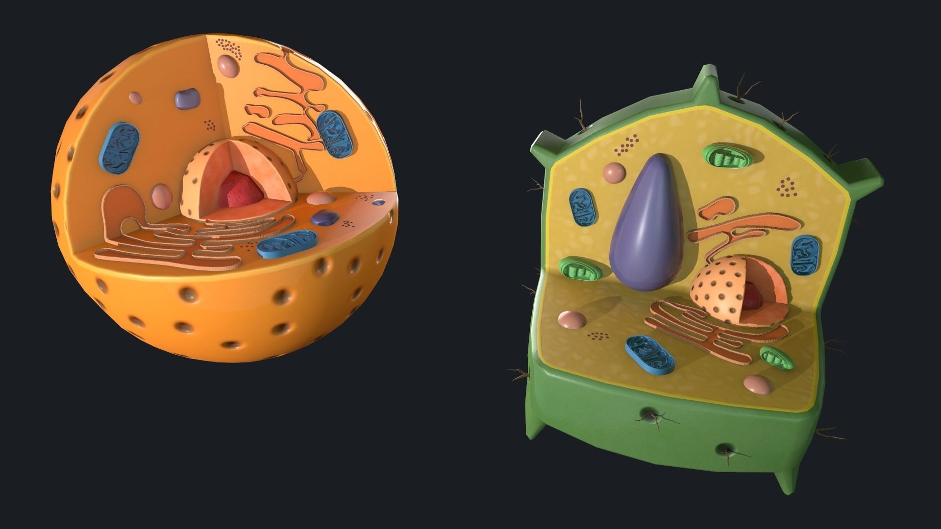 3D model Plant and Animal Cells VR / AR / low-poly | CGTrader