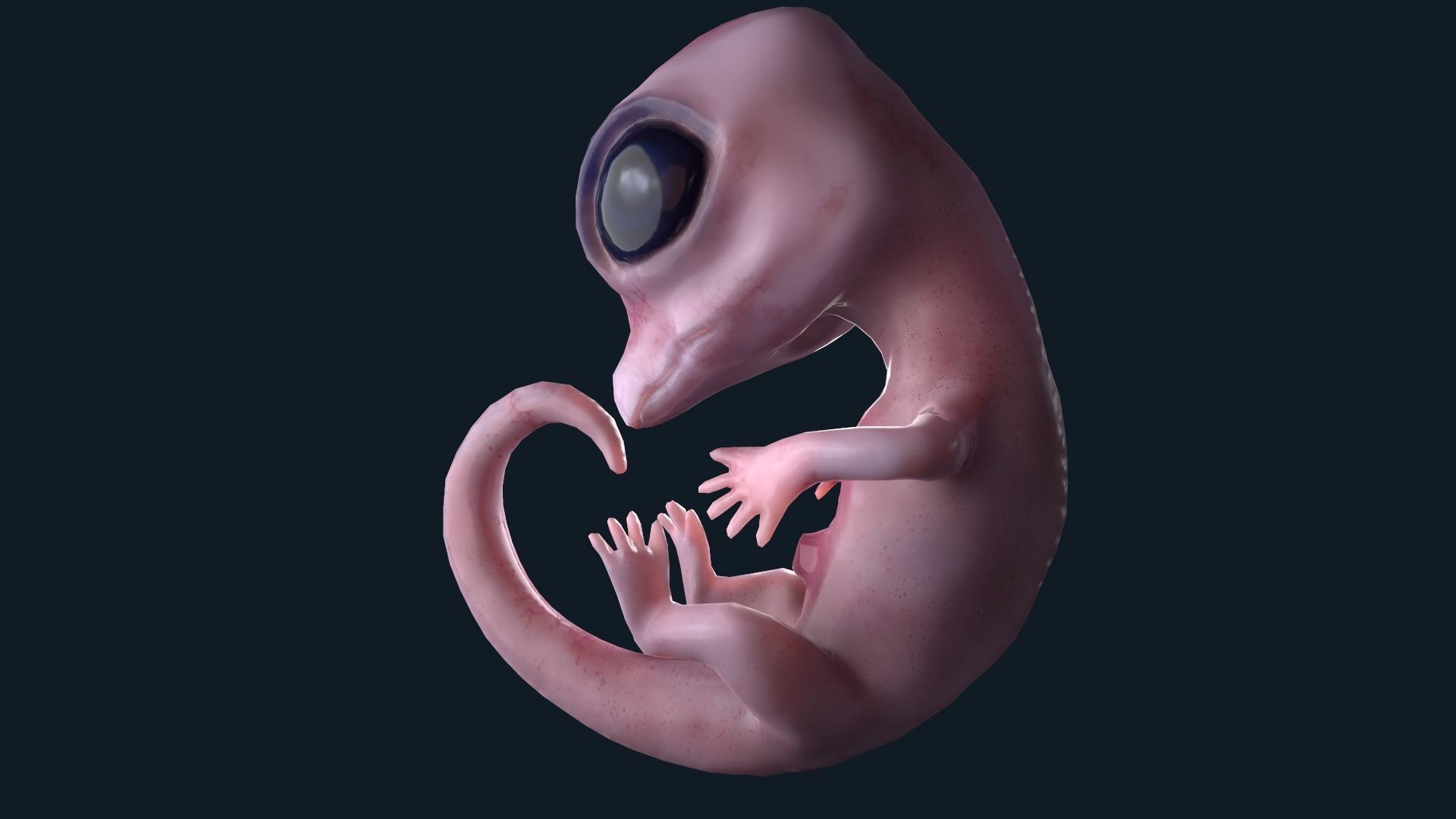 3D model Alligator embryo VR / AR / low-poly | CGTrader